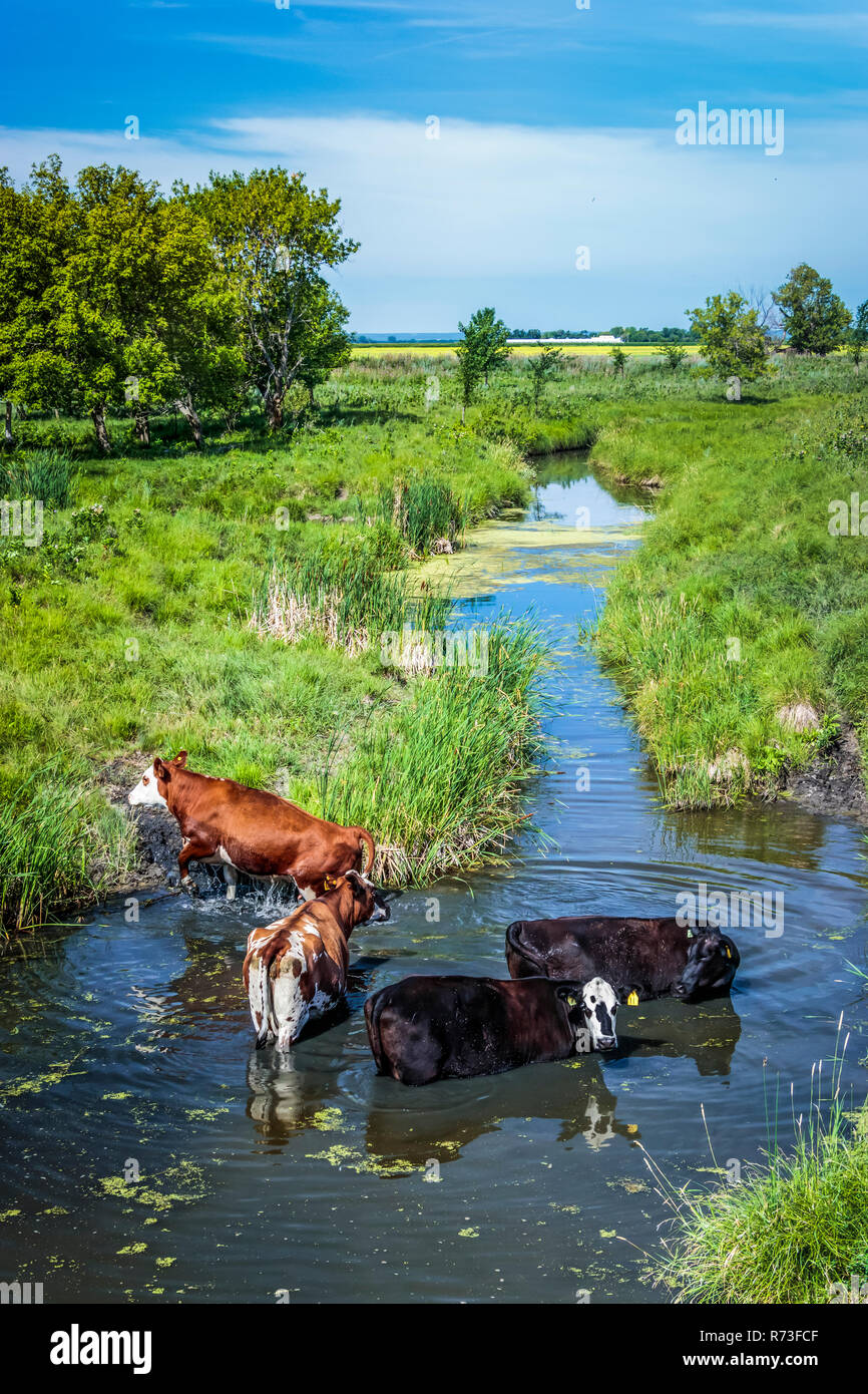 Small dairy cattle hi-res stock photography and images - Alamy