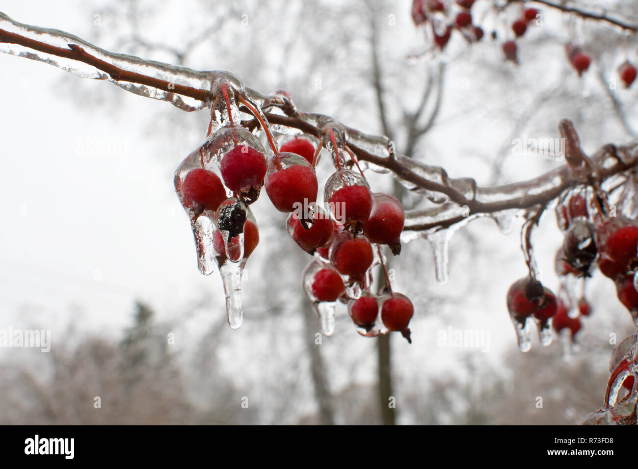 Ice storm frozen berries hi-res stock photography and images - Alamy