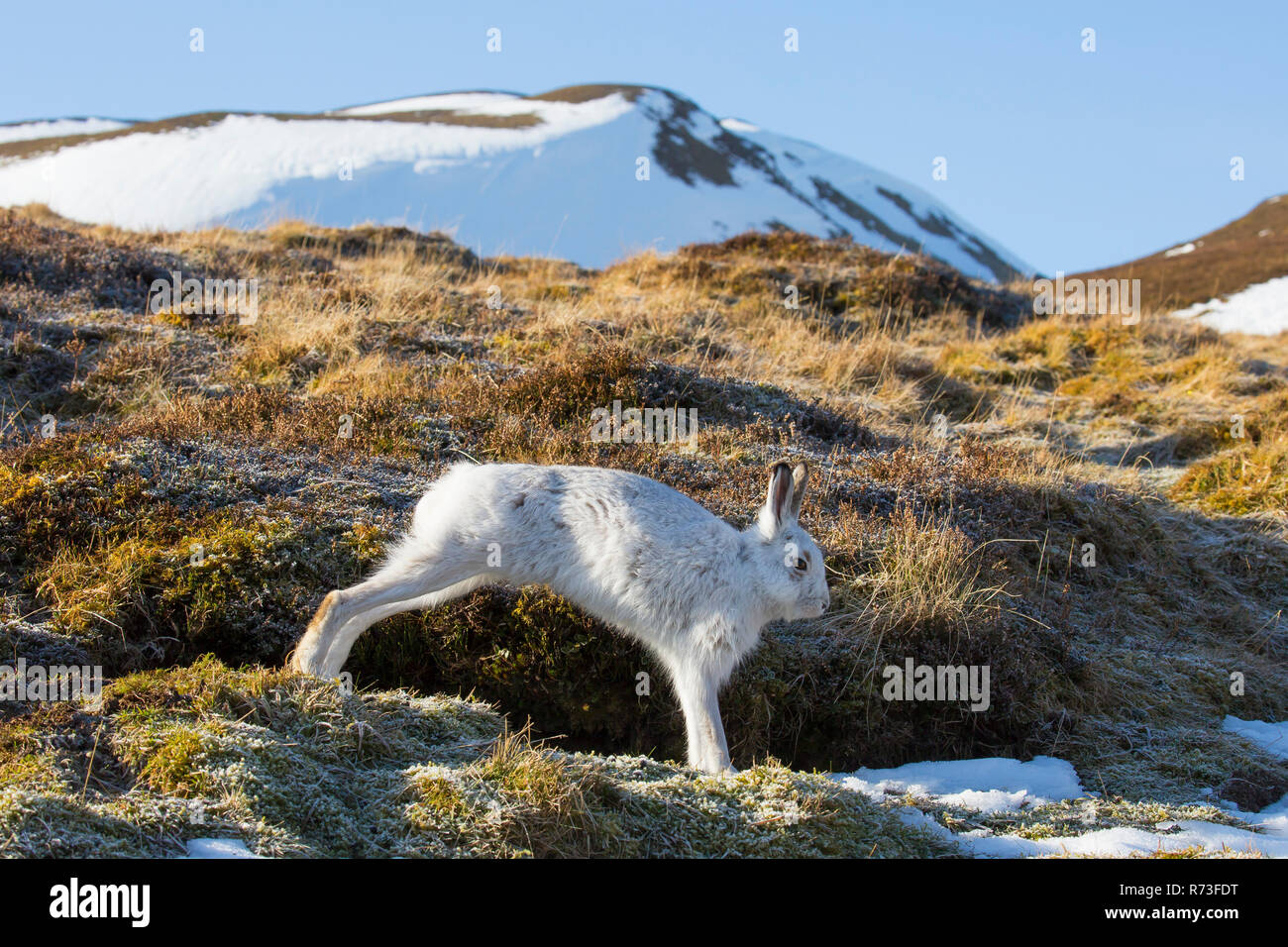 Mountain hare / Alpine hare / snow hare (Lepus timidus) in white winter ...