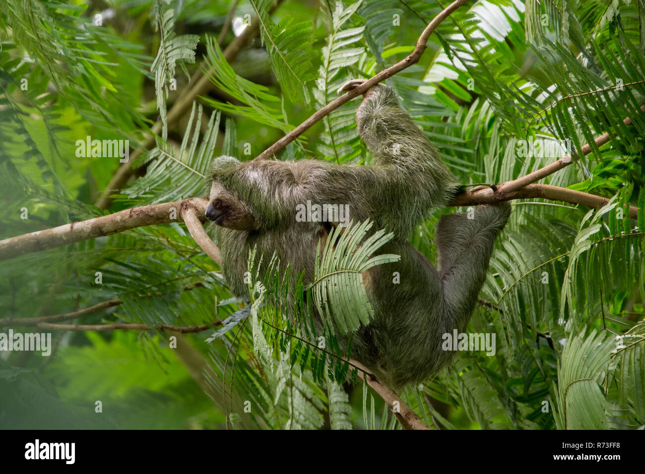 Three toed sloth bear hi-res stock photography and images - Alamy