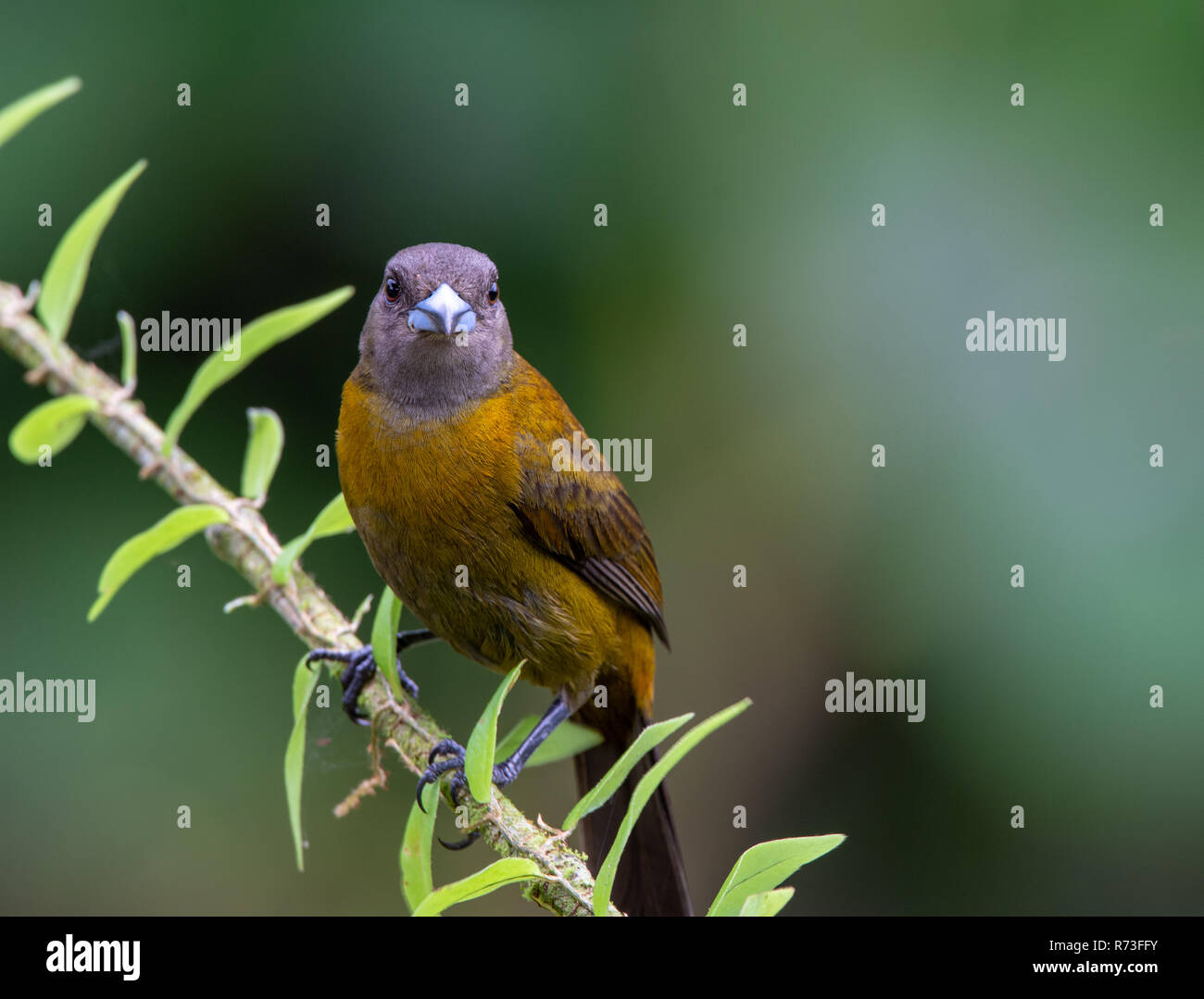 Scarlet rumped tanager female hi-res stock photography and images - Alamy