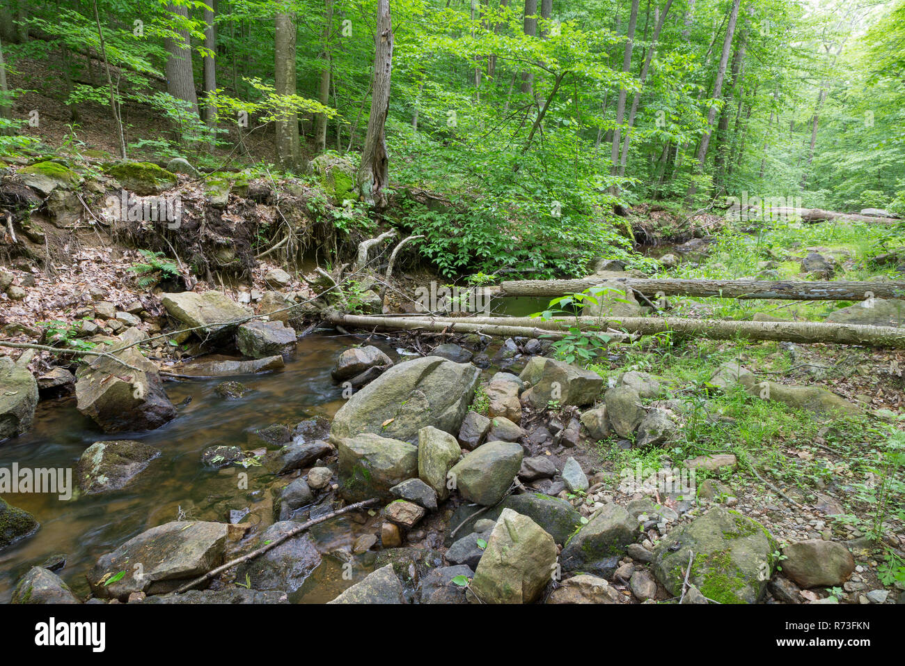 Fallen trees collapsed across a creek in a forest near the School ...