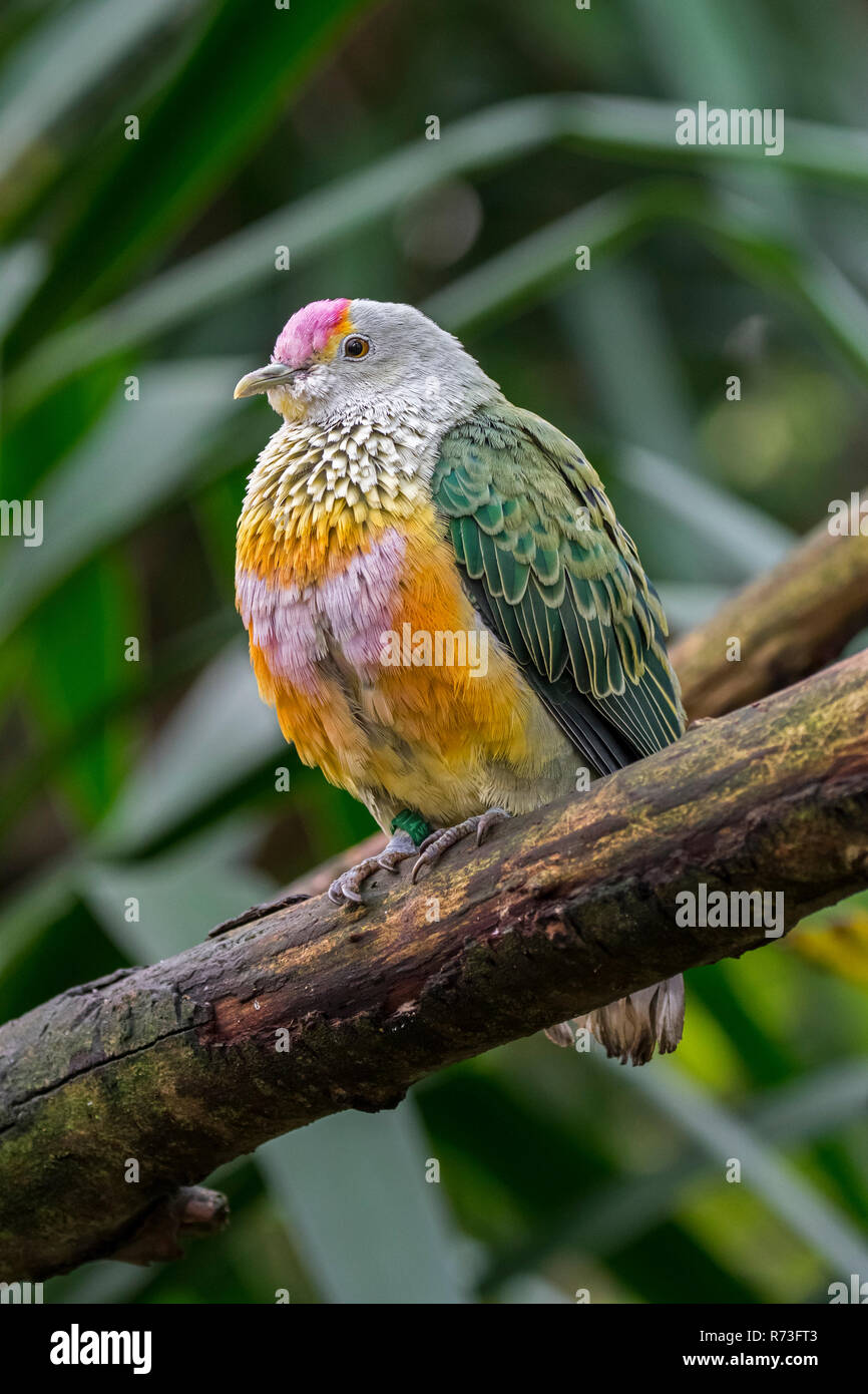Rose-crowned fruit dove / pink-capped fruit dove / Swainson's fruit ...