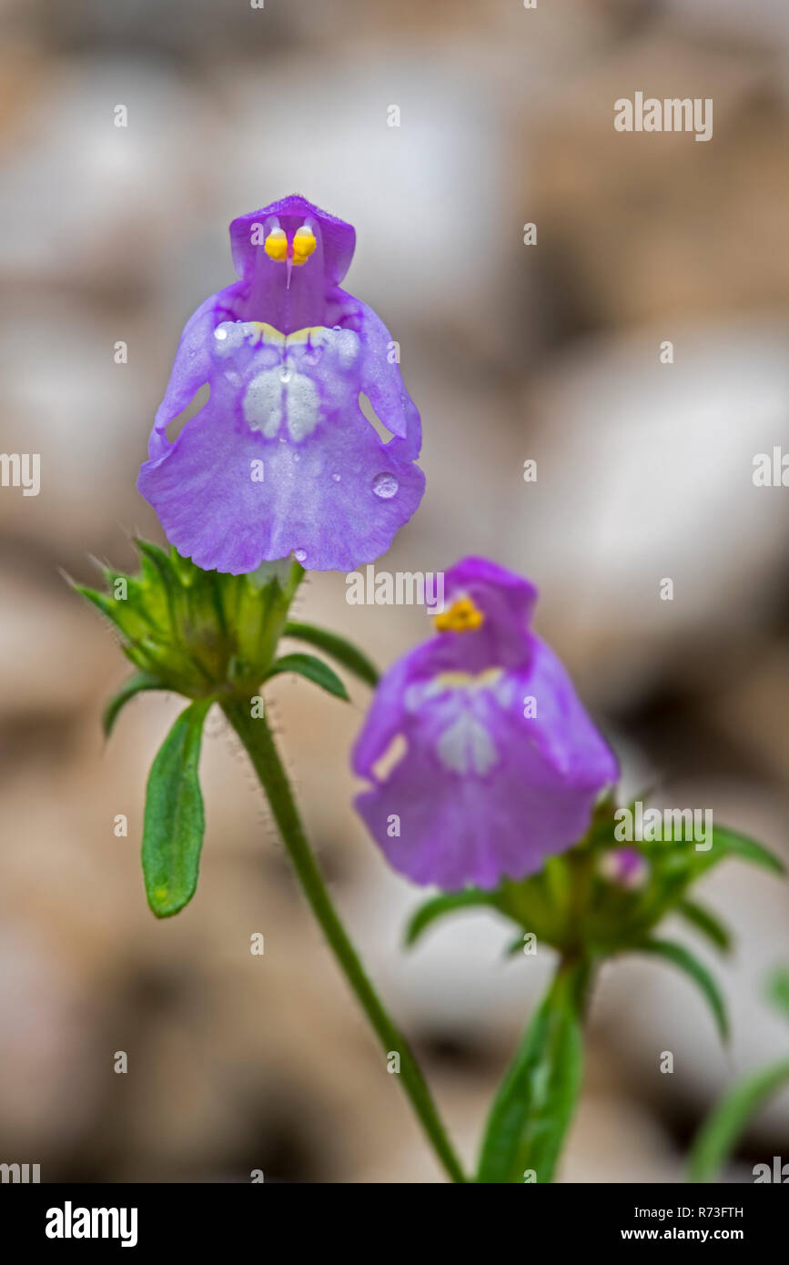 Red hemp-nettle (Galeopsis angustifolia / Galeopsis ladanum / Galeopsis ...