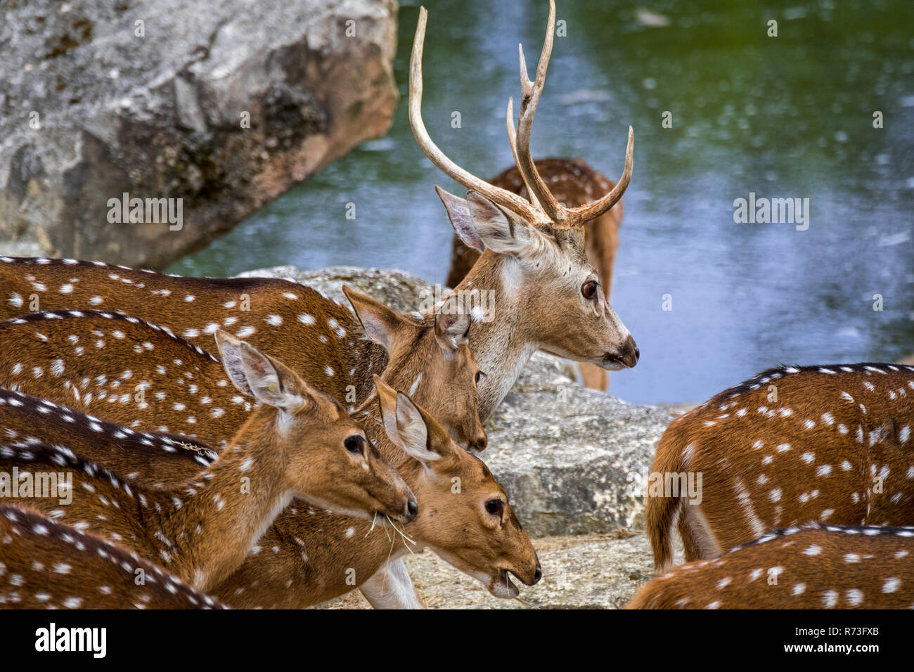 Chital / cheetal / spotted deer / axis deer (Axis axis) stag with ...