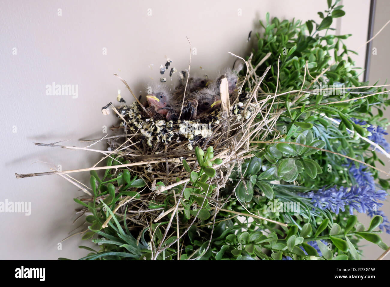 Three baby birds in a nest on a door in a wreath Stock Photo - Alamy