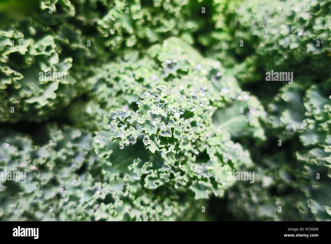 Kale water droplets hi-res stock photography and images - Alamy