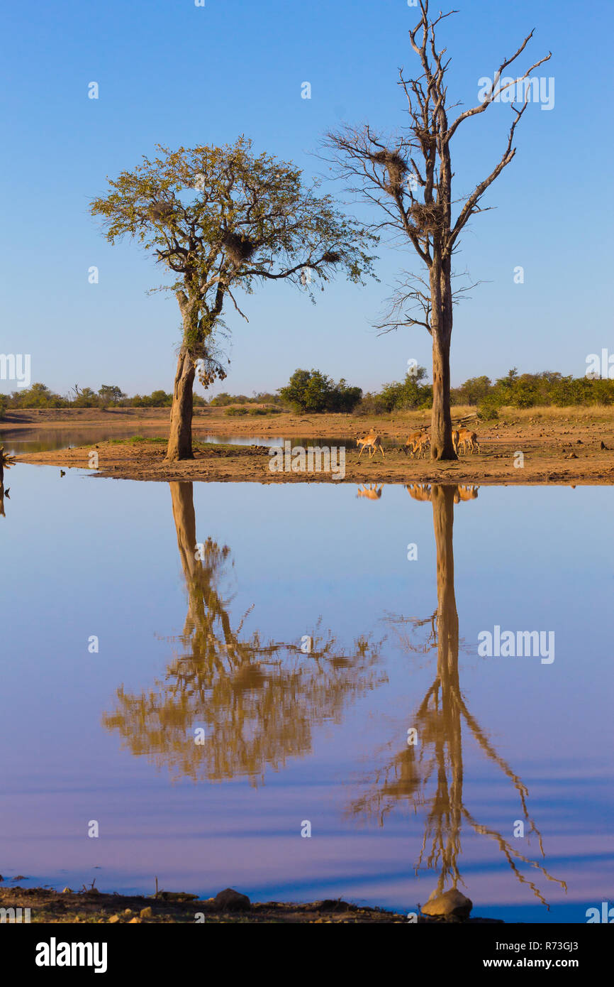 Kruger National Park, reflections on lake, tree and wildlife. Beautiful ...