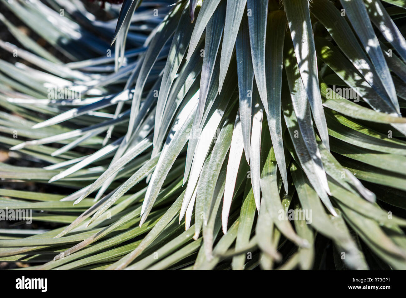Sword like leaves hi-res stock photography and images - Alamy