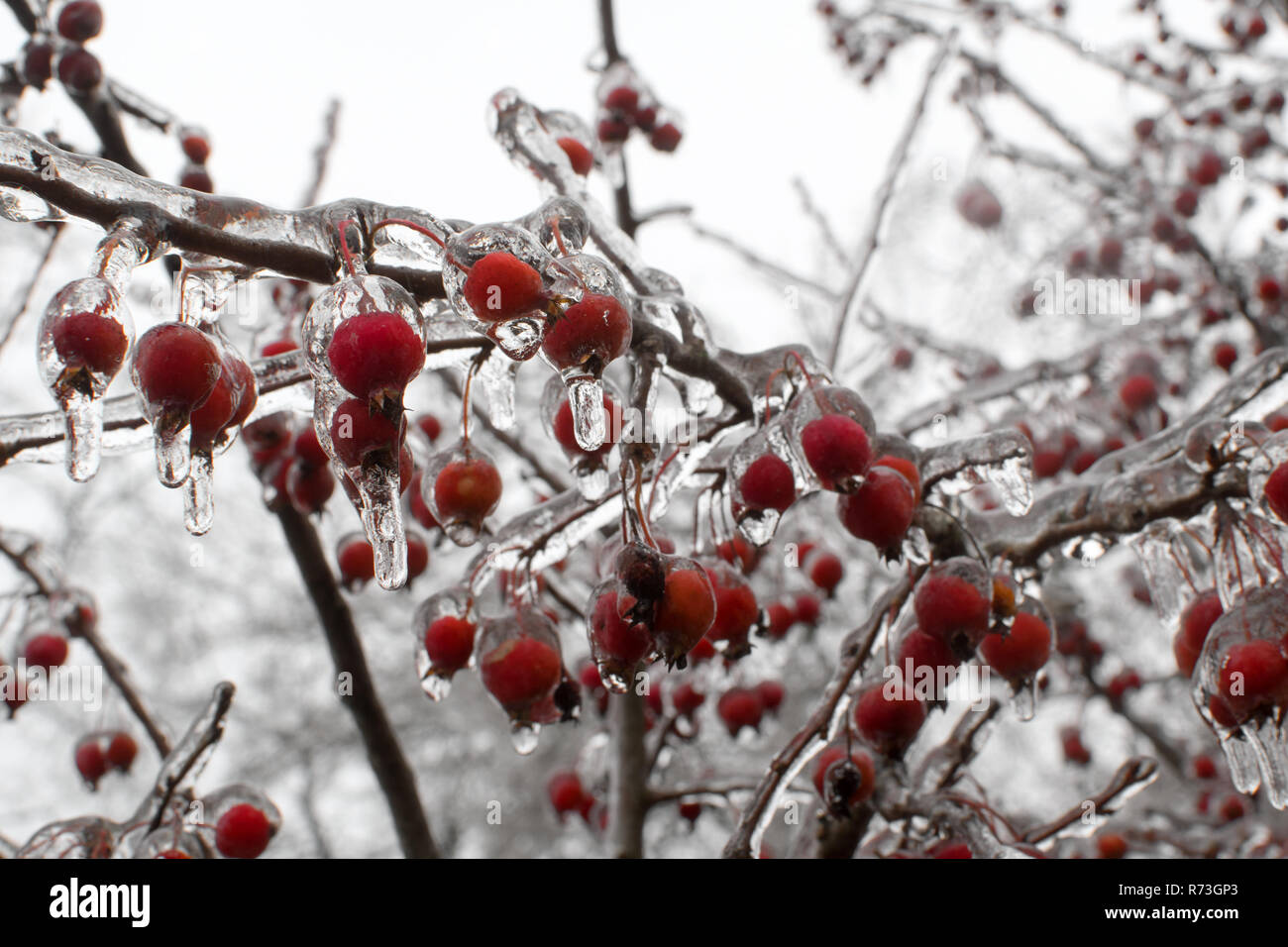 Ice storm frozen berries hi-res stock photography and images - Alamy