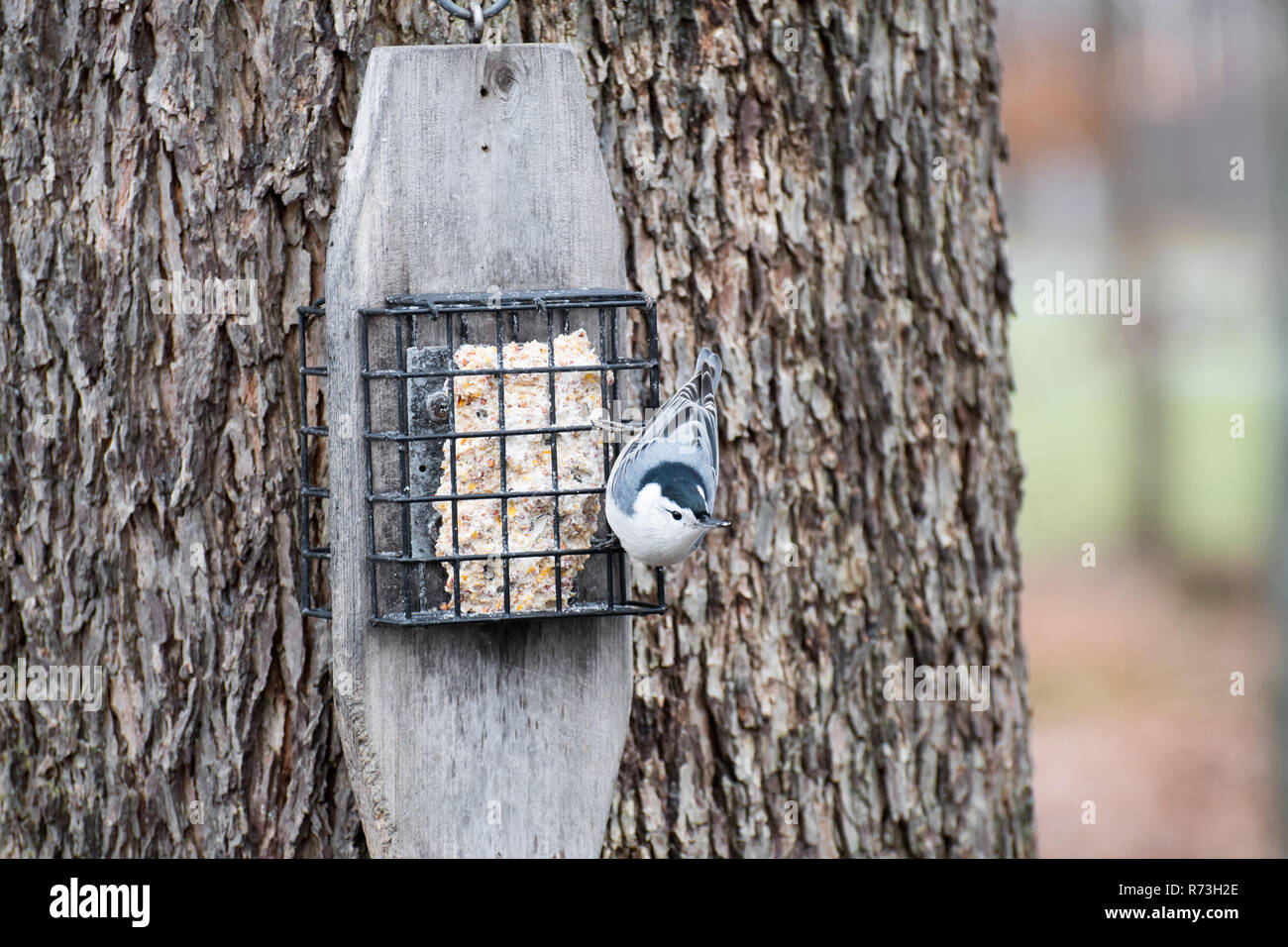 A chickadee eating from a suet feeder on a tree Stock Photo - Alamy