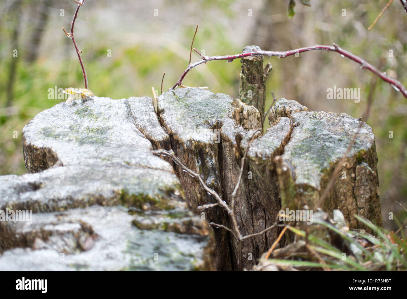 Christmas tree fallen over hi-res stock photography and images - Alamy