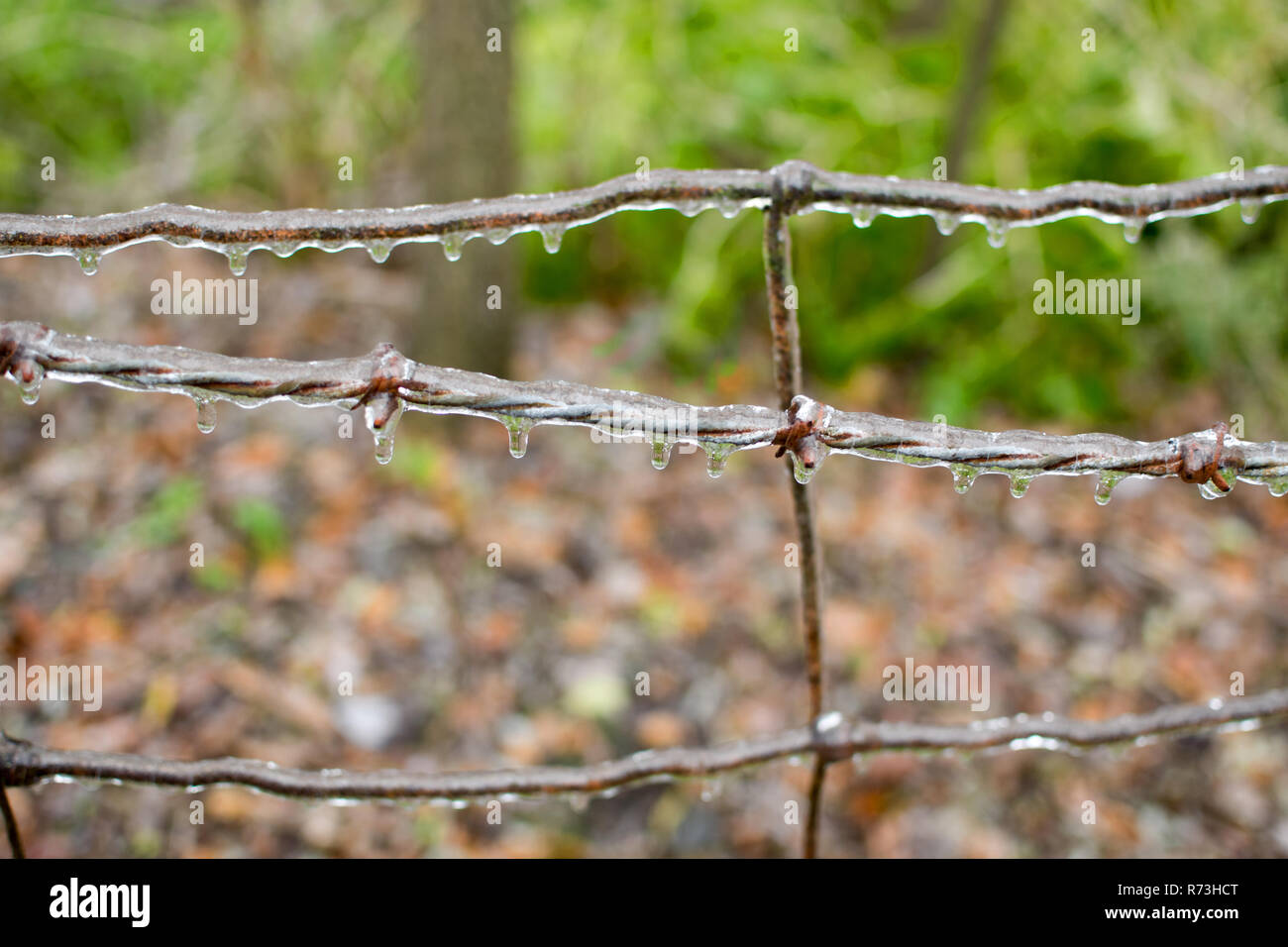 Rusty barbed wire completely coated in ice Stock Photo - Alamy