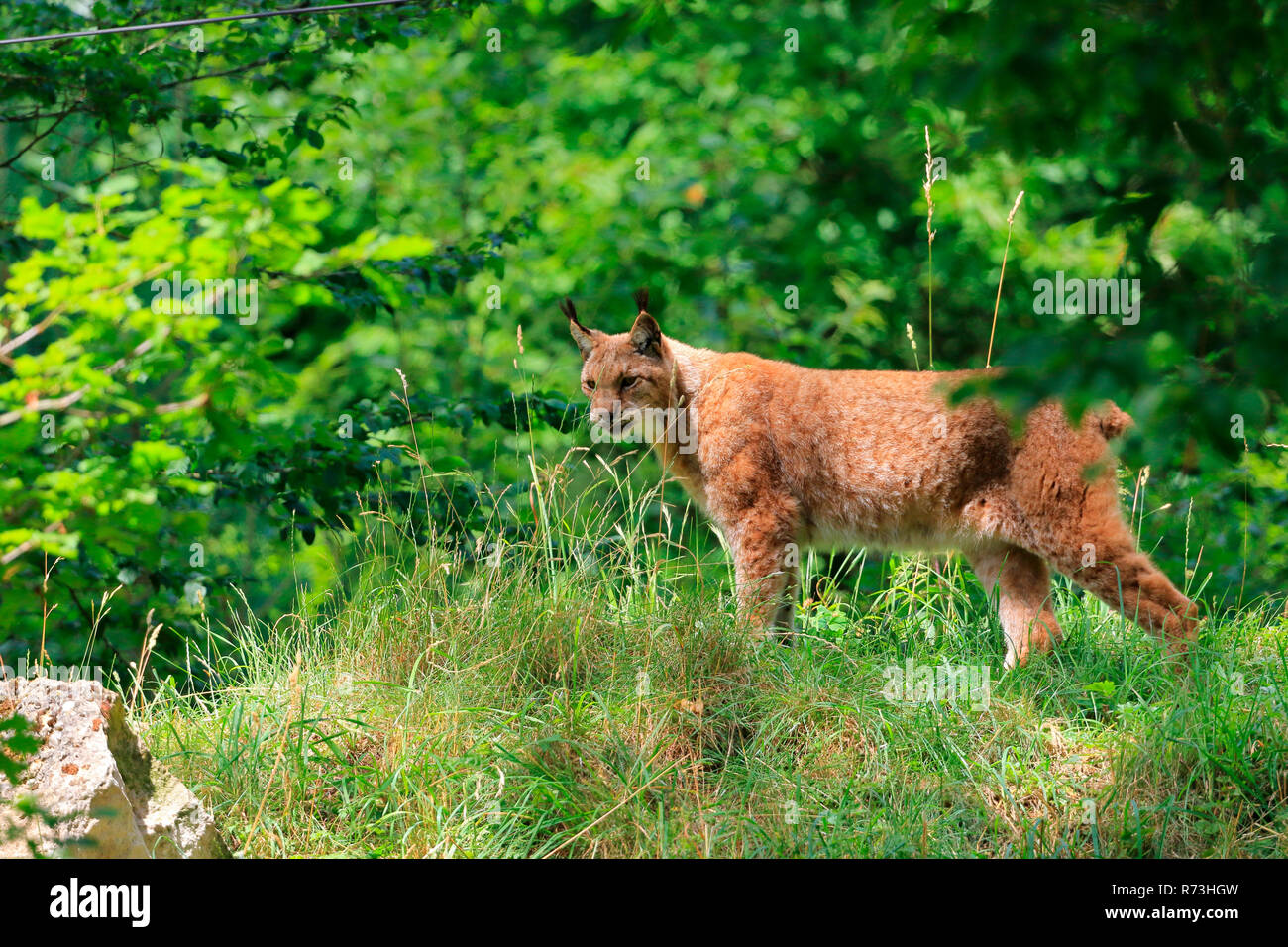 Eurasian lynx germany hi-res stock photography and images - Alamy