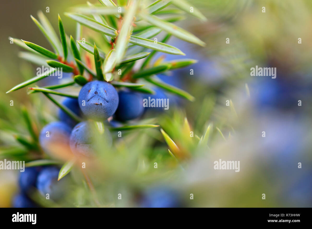Juniper juniperus cupressaceae hi-res stock photography and images - Alamy