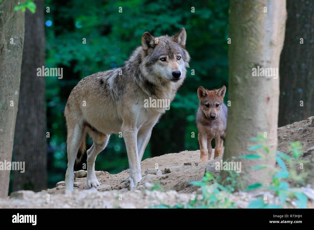 wolf with cub, Germany (Canis lupus Stock Photo - Alamy