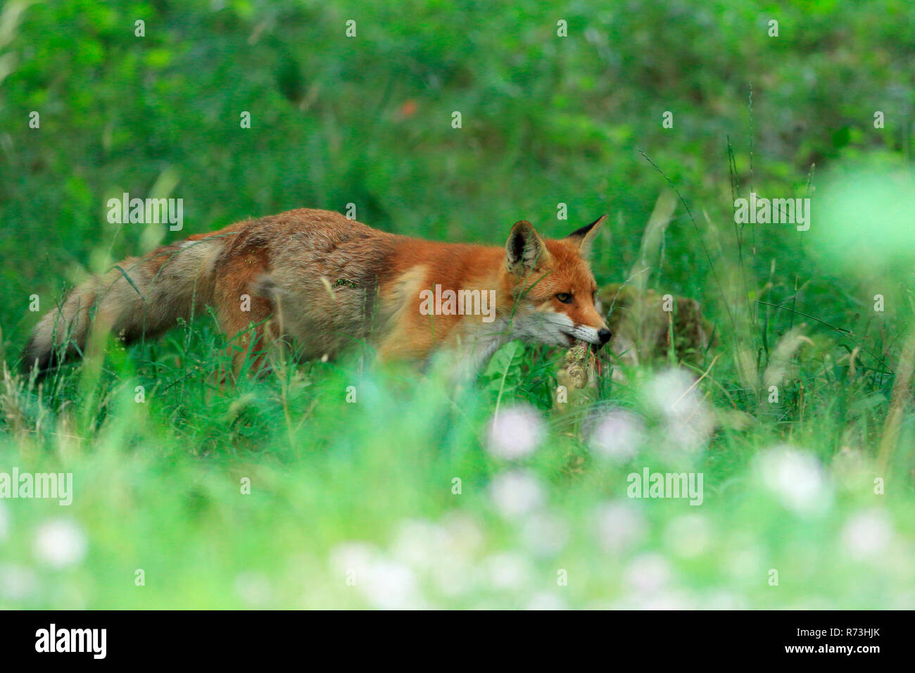 red fox, Germnay, (Vulpes vulpes Stock Photo - Alamy