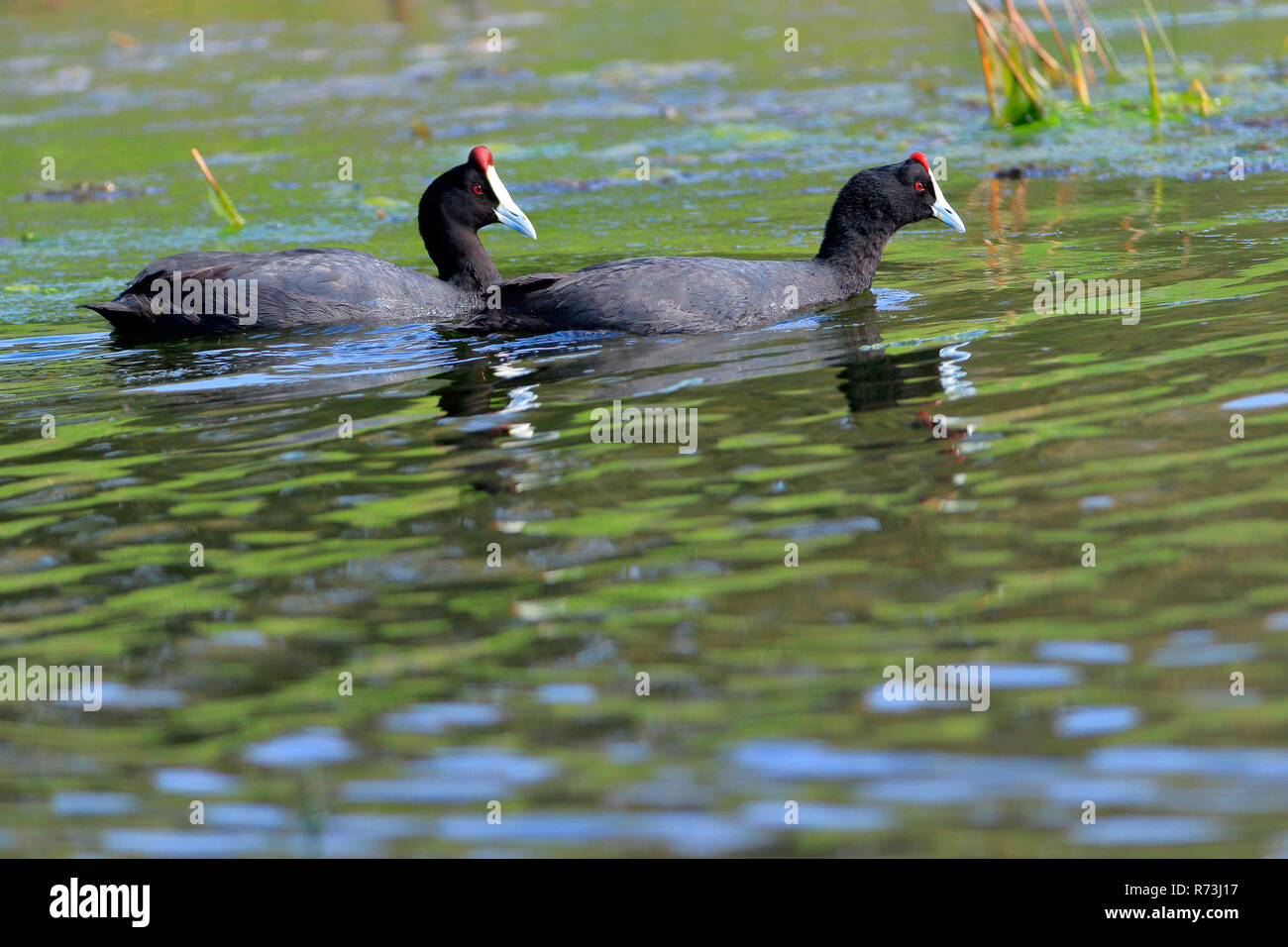 Coot in full view hi-res stock photography and images - Alamy