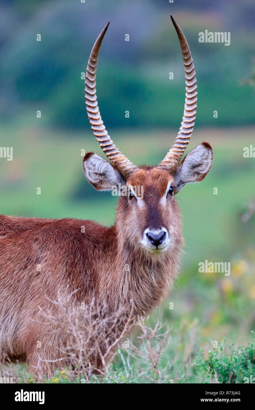 common waterbuck, male, Kariega Game Reserve, Western Cape, South ...