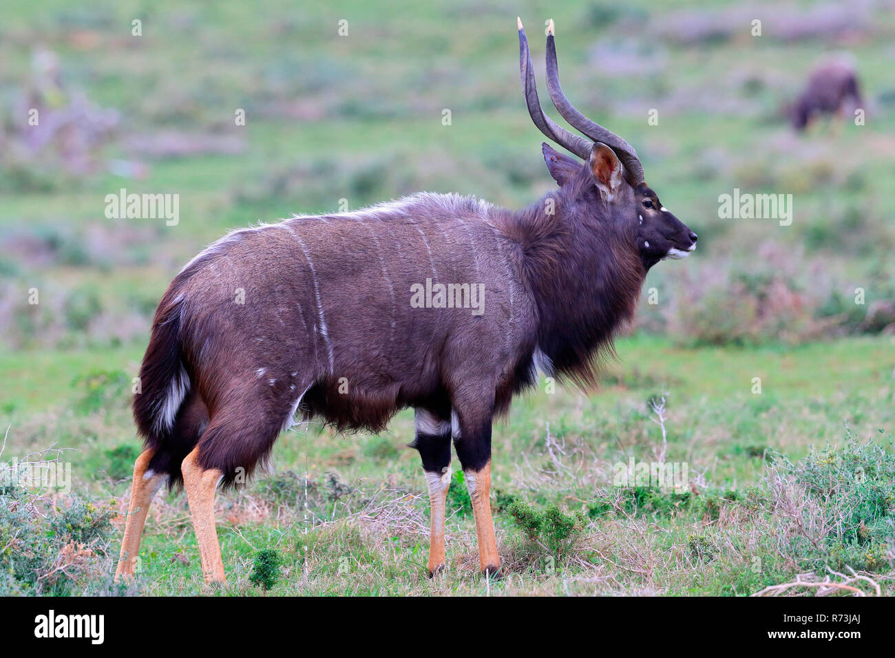 nyala, male, Kariega Game Reserve, Western Cape, South Africa, Africa ...