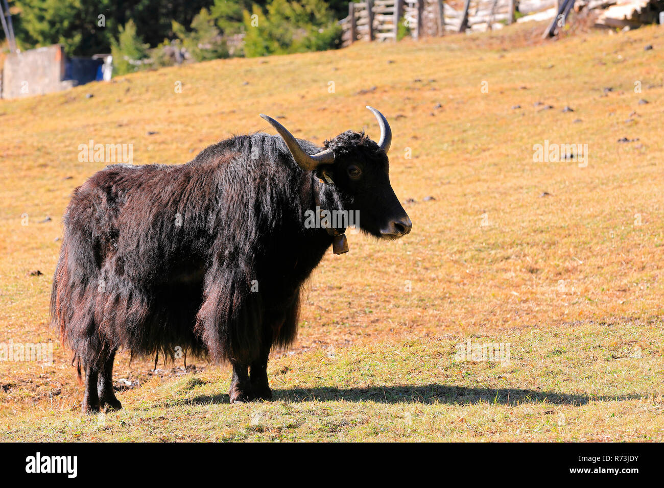 Bos grunniens mutus hi-res stock photography and images - Alamy