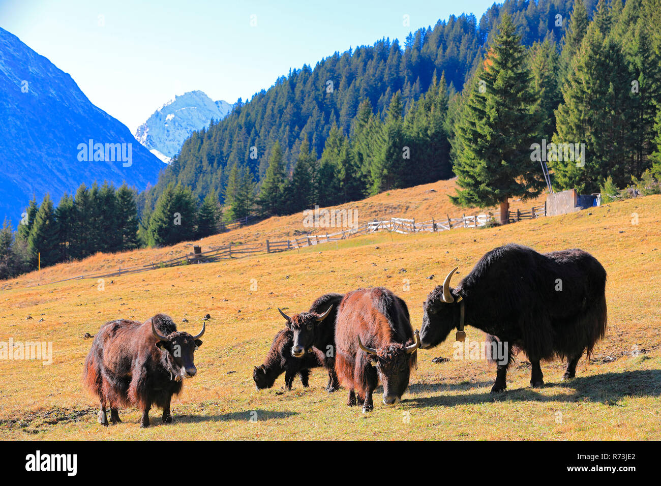 Bos mutus hi-res stock photography and images - Alamy