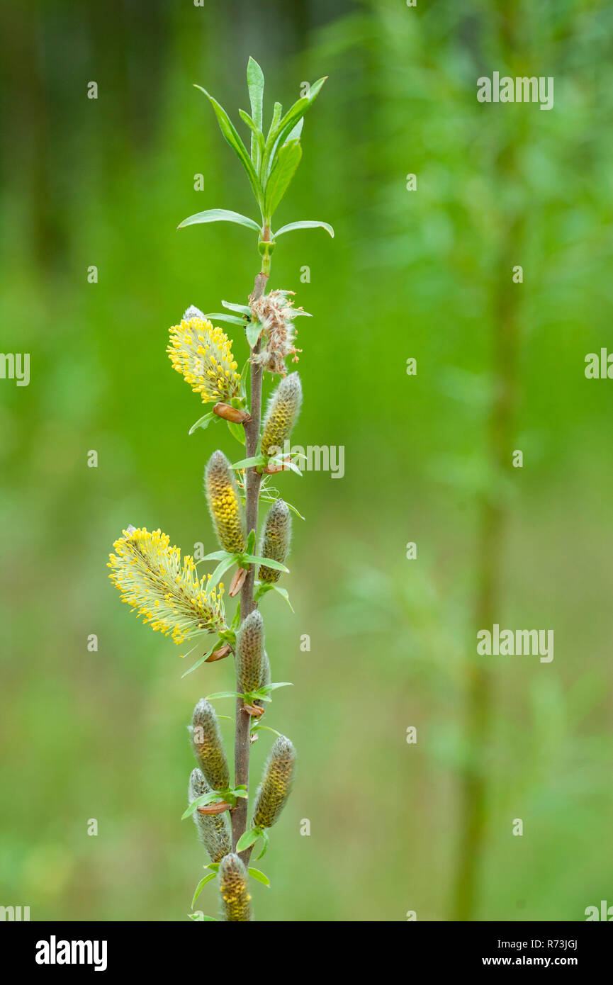 male inflorescence, willow, (Salix spec.), short rotation coppice ...