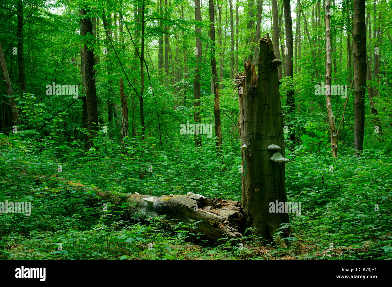 dead tree, dead wood, beech tree, (Fagus sylvatica). Eberswalde ...