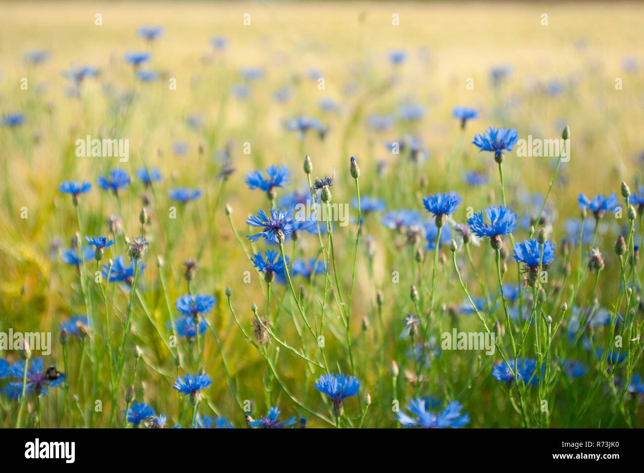 Cornflower fields hi-res stock photography and images - Alamy