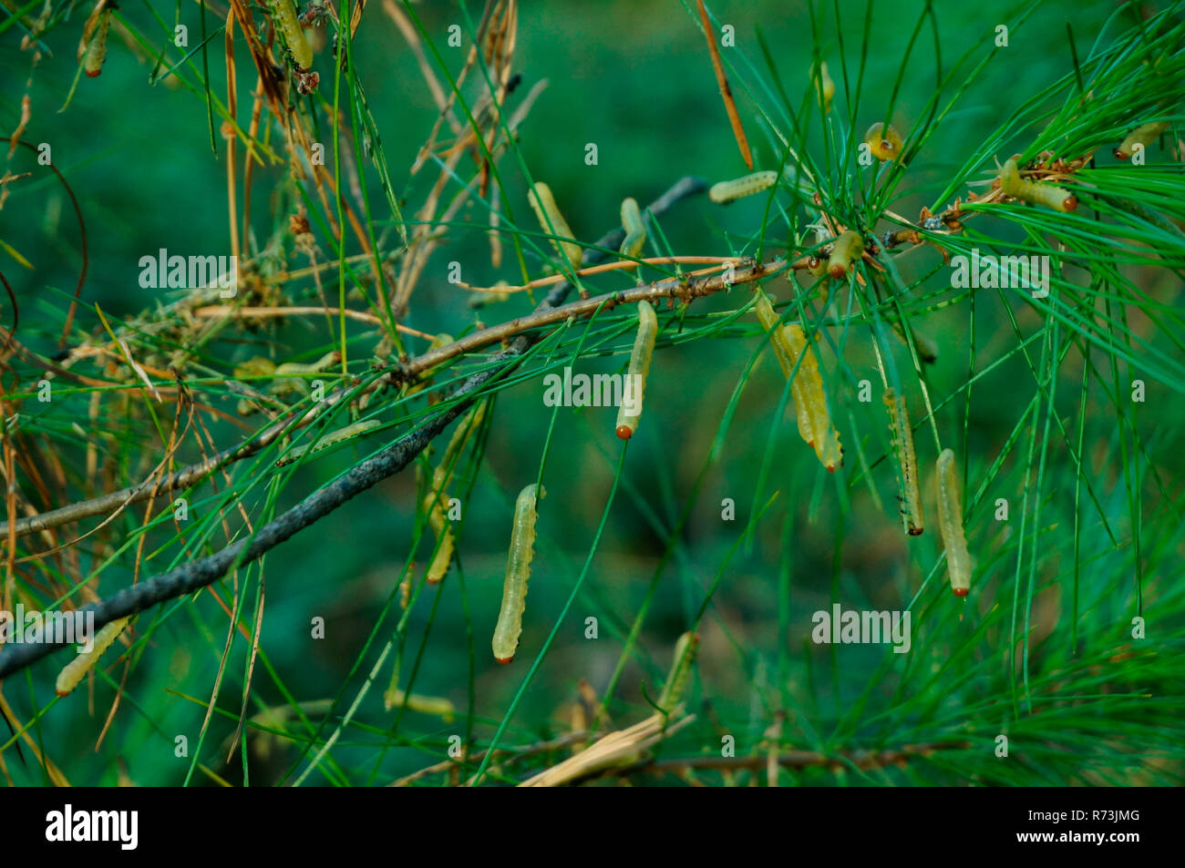 pine, (Pinus sylvestris), pine saw fly caterpillars, (Diprion pini ...