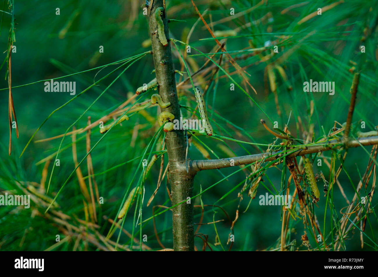 Common pine sawflies hi-res stock photography and images - Alamy