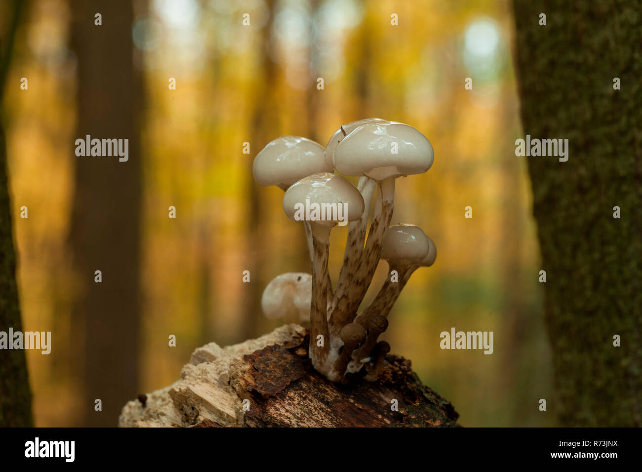 porcelain fungus, (Oudemansiella mucida), nature park Barnim ...