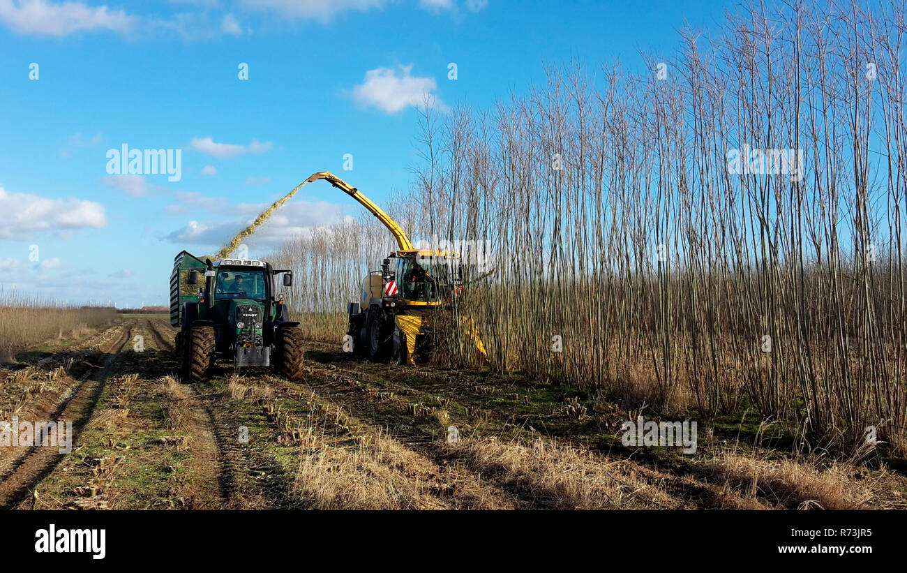 Short rotation coppice, willows, SRC, self-propelled harvester, chipper ...
