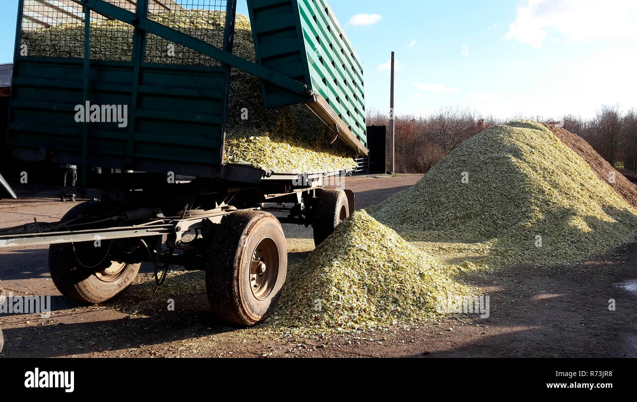 Short rotation plantations hi-res stock photography and images - Alamy