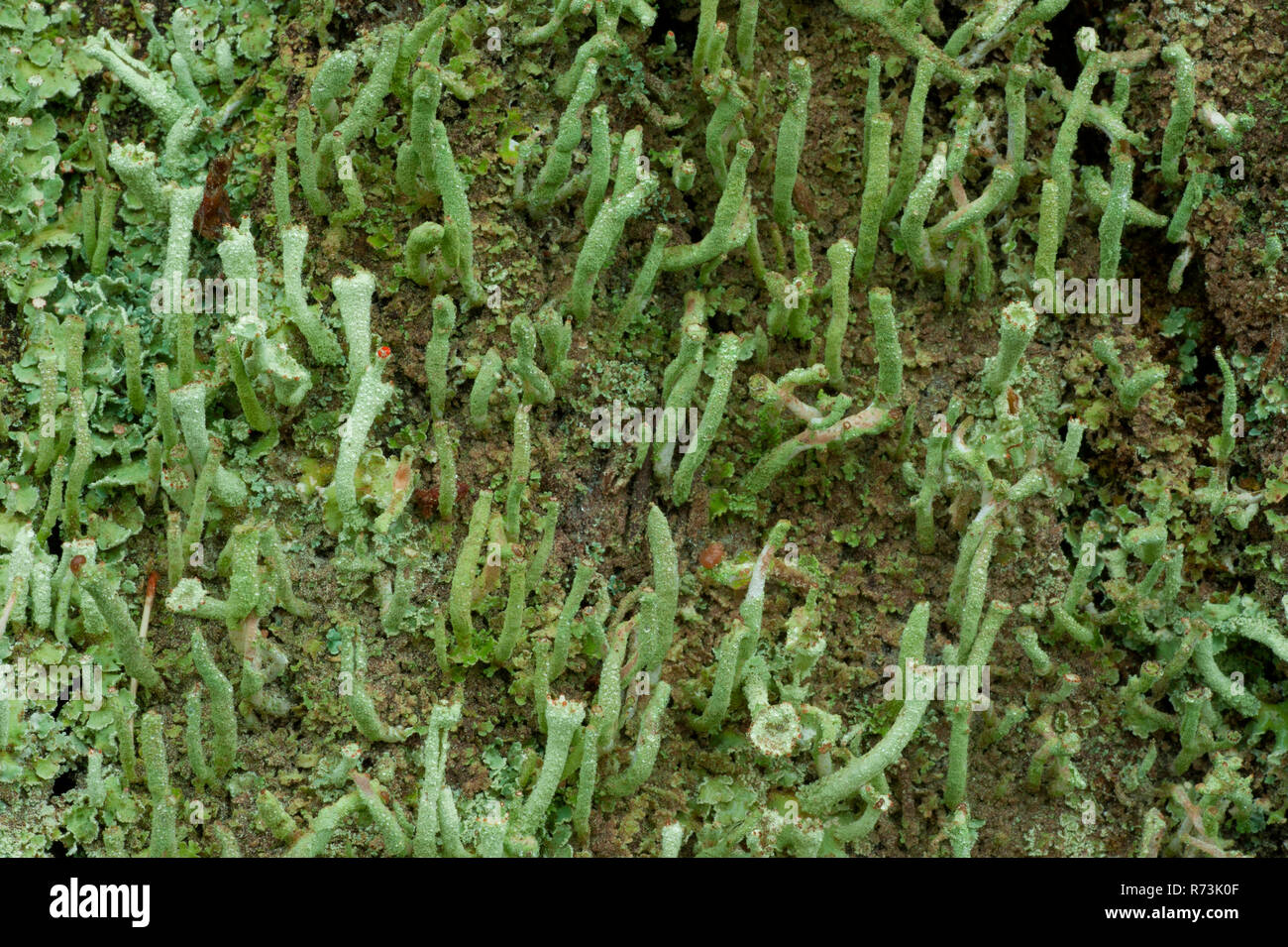 Pyxidata hi-res stock photography and images - Alamy