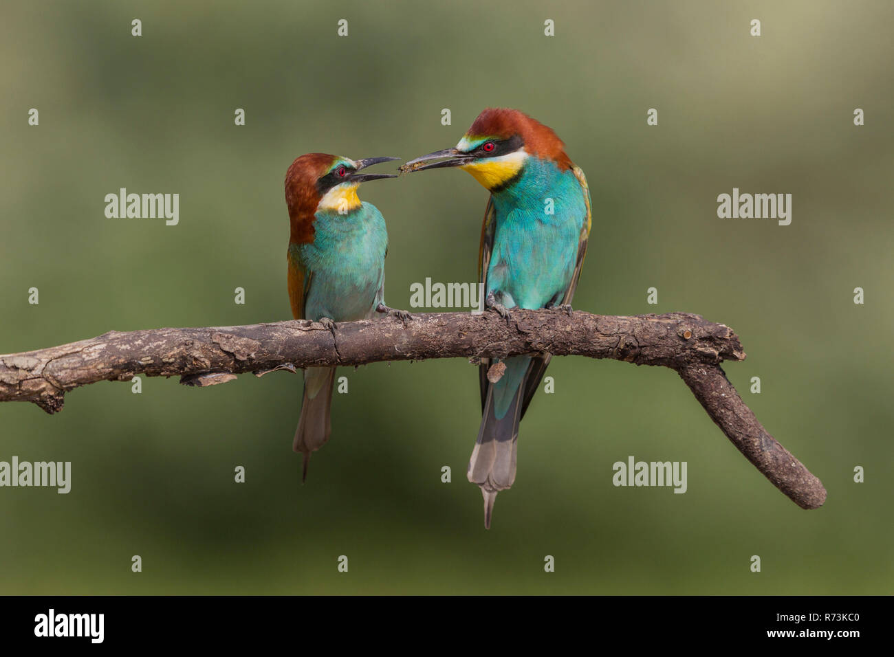 Birds of romania hi-res stock photography and images - Alamy