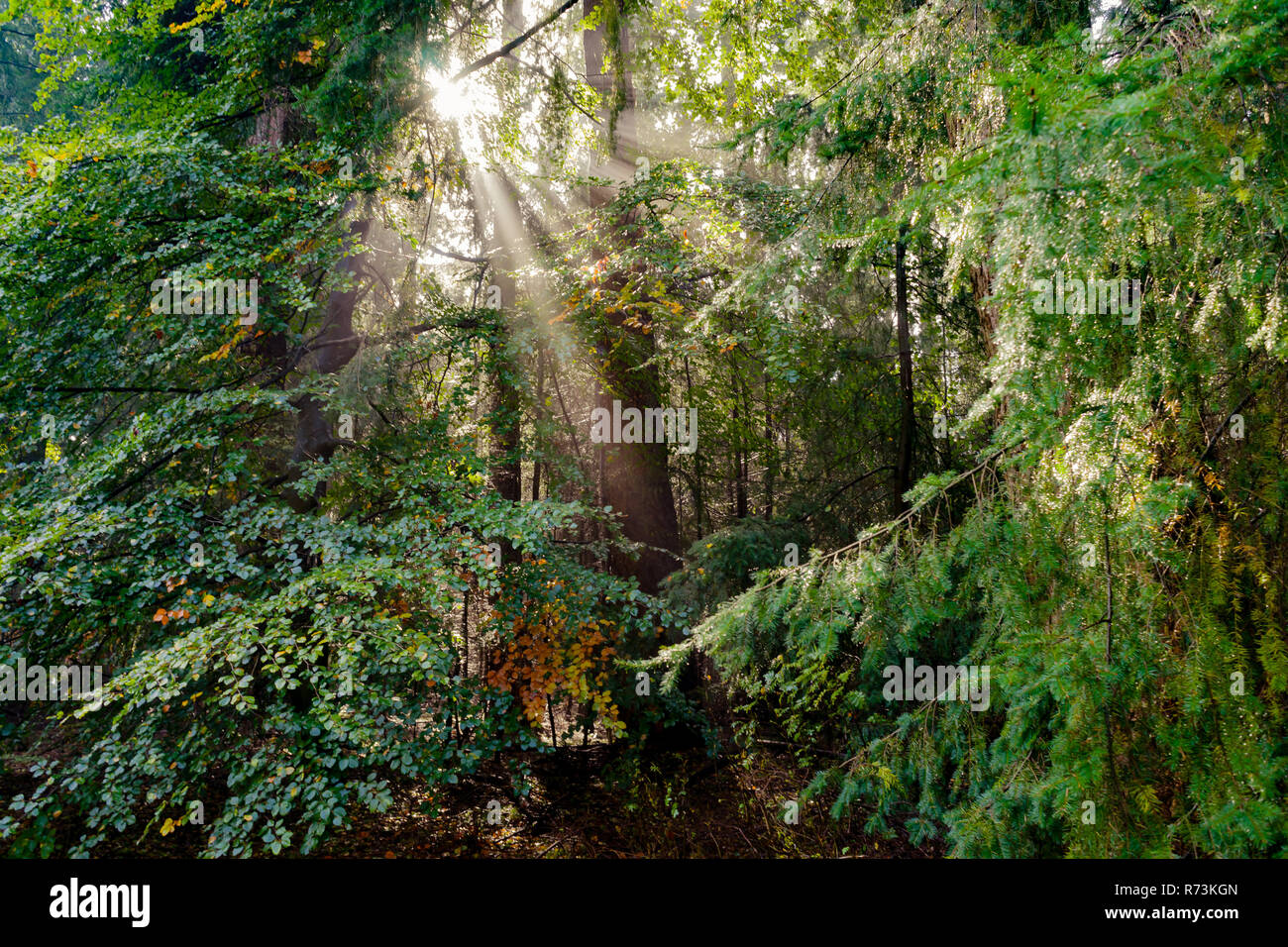 Spruce Tree Forest in Autumn Illuminated by Sunbeams through Fog ...