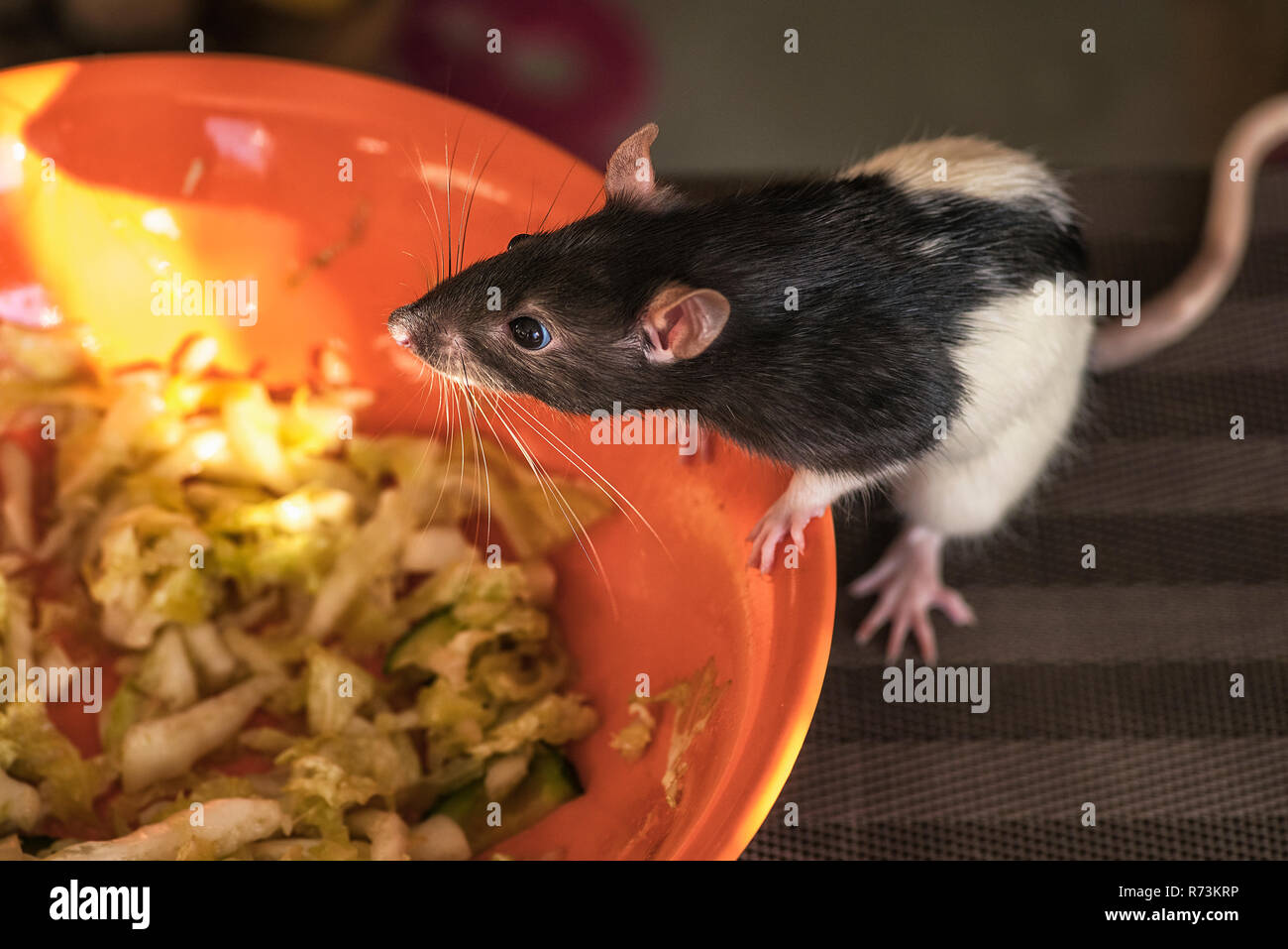 Pet rat on table hi-res stock photography and images - Alamy