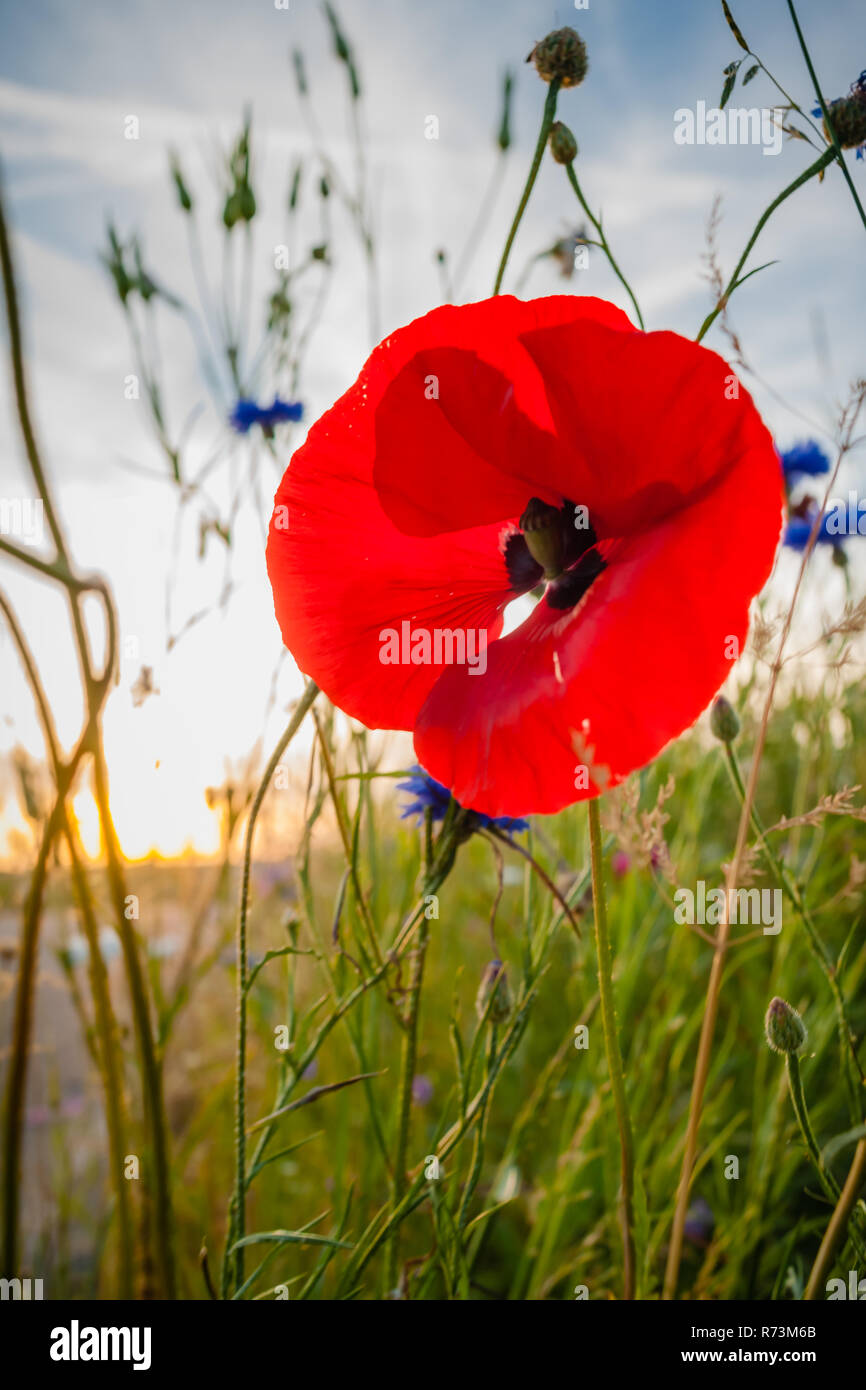 Field flowers with red poppy in the meadow. Summer evening light ...