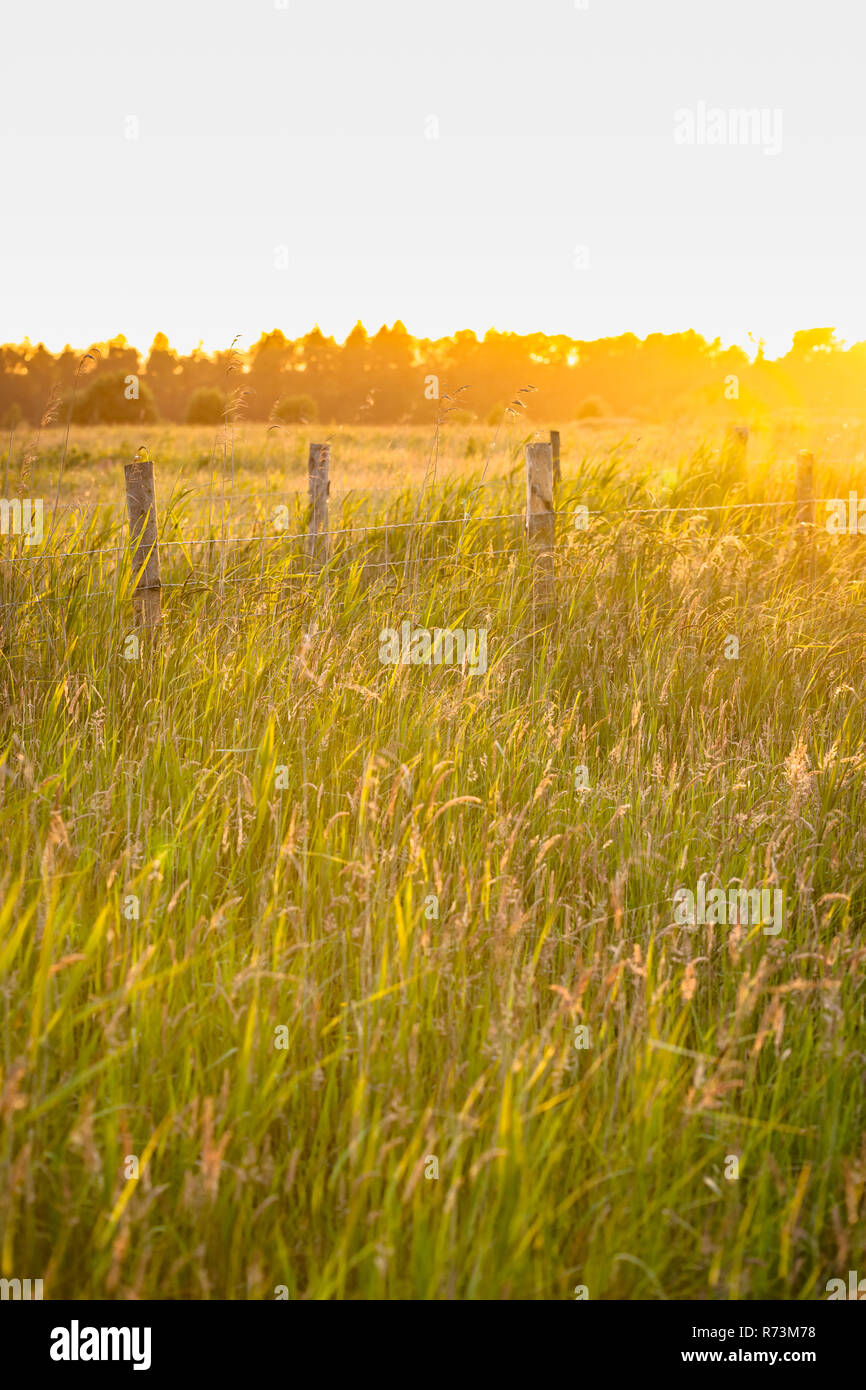 Grass illuminated by the backlight of the sun. Background with grass ...