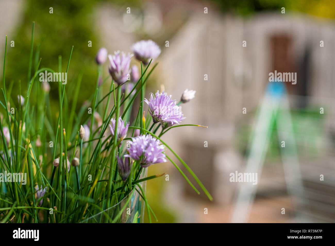 Flowering chive in the summer sun. Purple flowering flowers with fresh ...