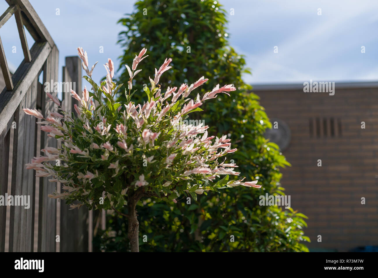 Blooming Salix integra Hakuro-nishiki (willow) in the garden under a ...