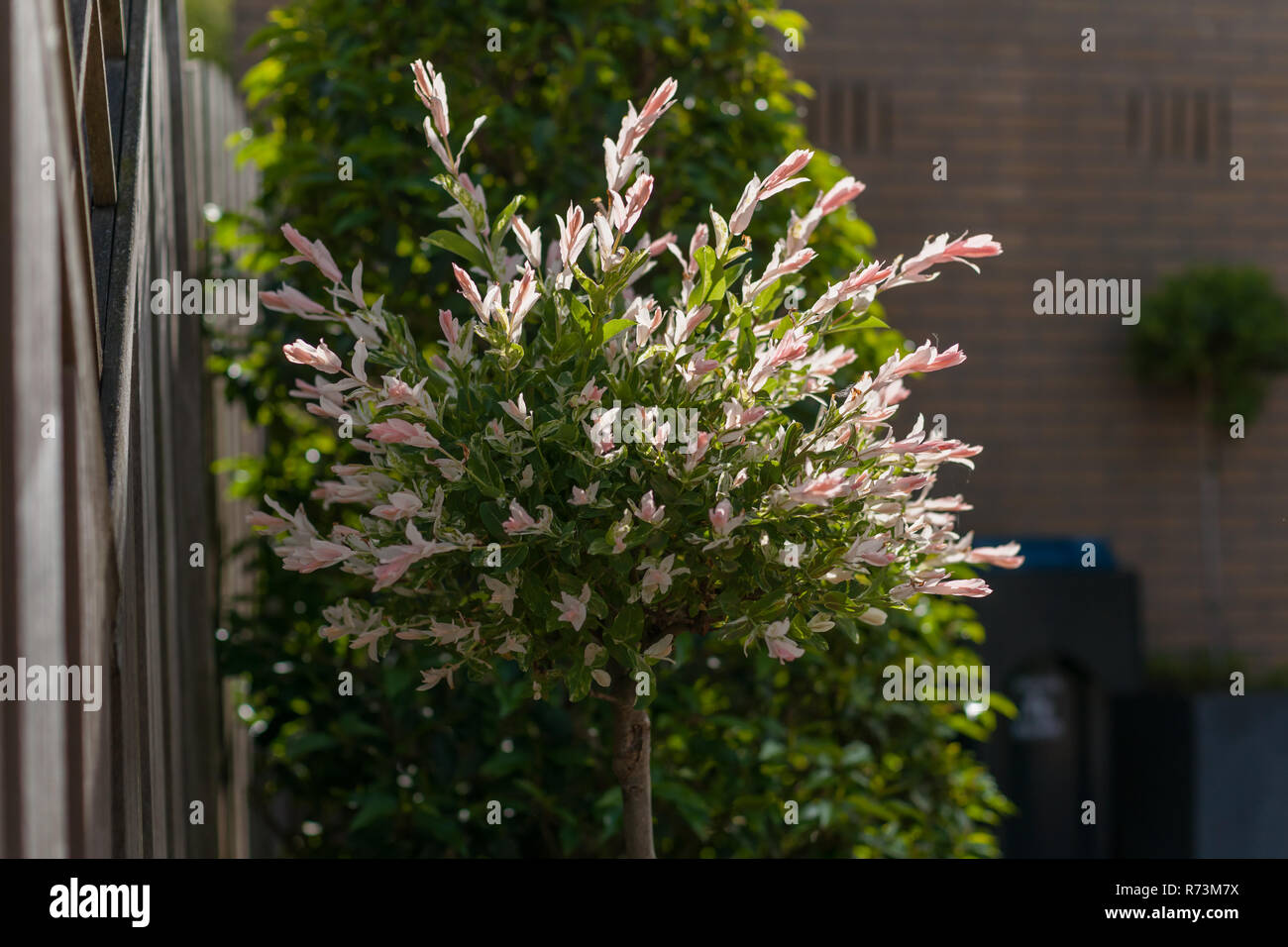 Hakuro nishiki hi-res stock photography and images - Alamy