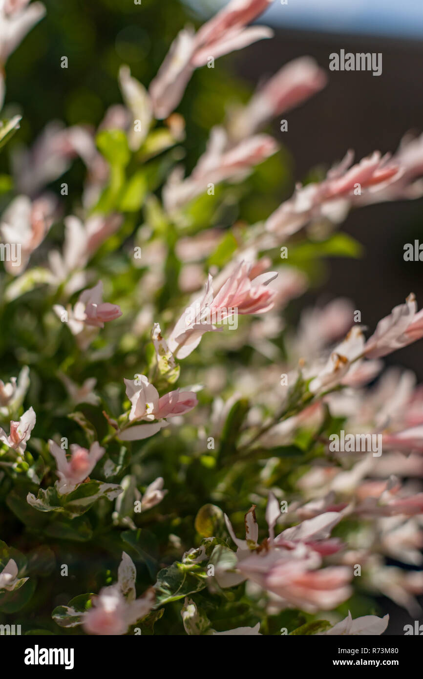Blooming Salix integra Hakuro-nishiki (willow) in the garden under a ...