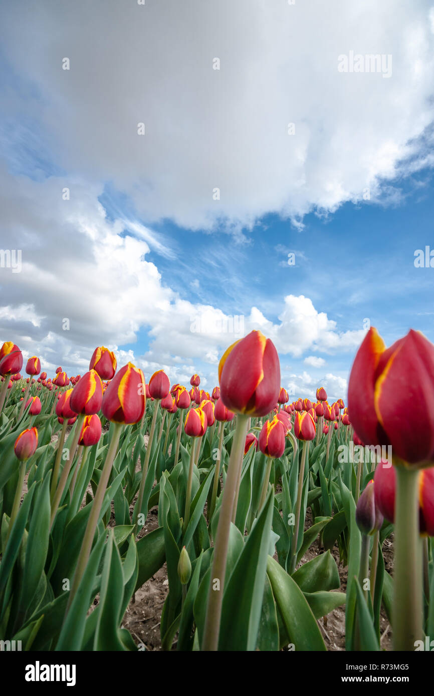 Stock photo flowers bulb fields in the Dutch landscape. Beautifully ...