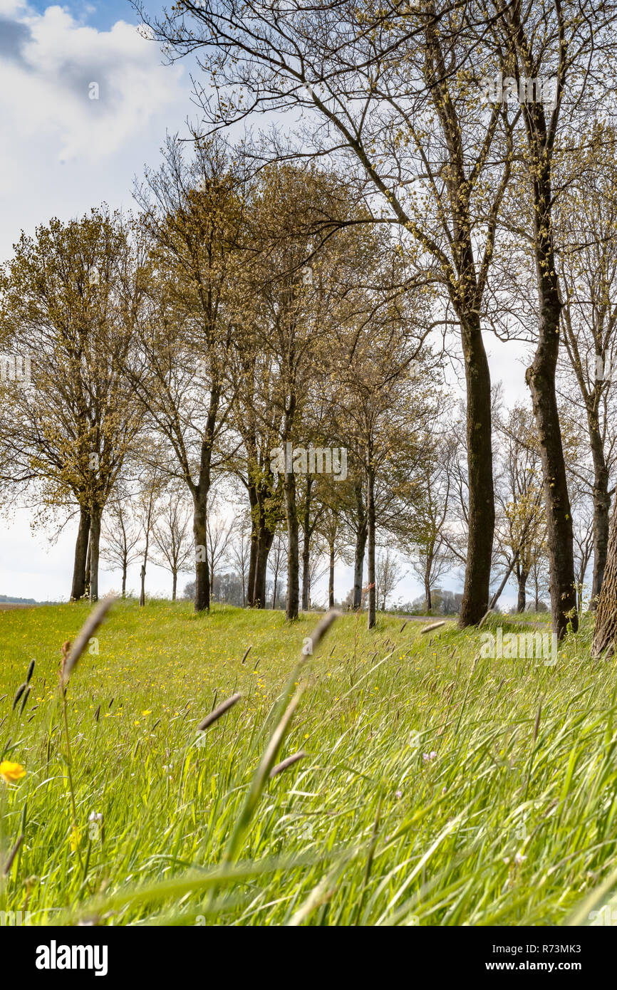 Old Dutch Sea Dike near Kampen Hanseatic City. View of the polders and ...