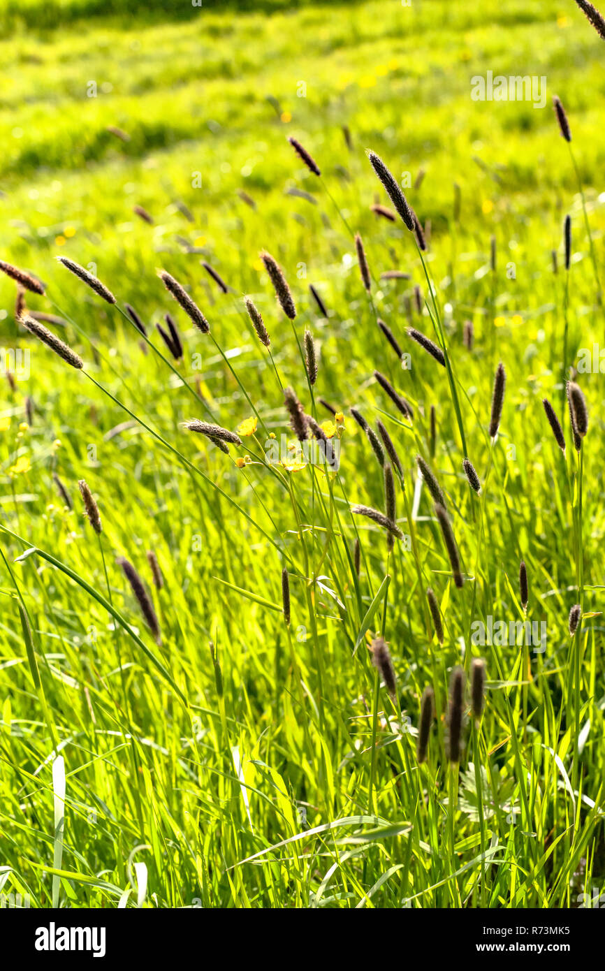 Old Dutch Sea Dike near Kampen Hanseatic City. View of the polders and ...