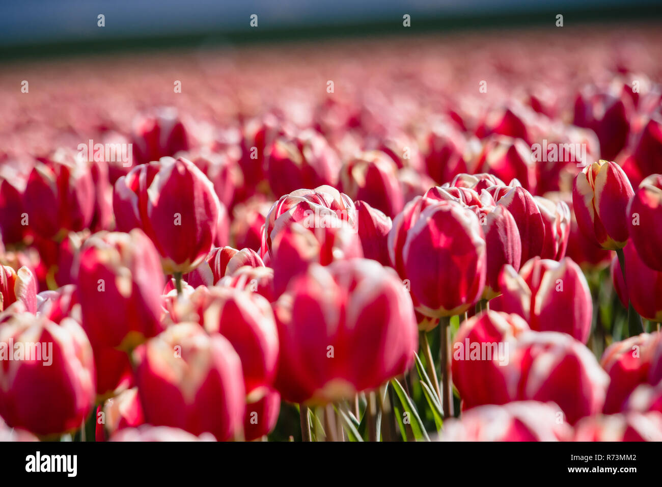 Horticulture and arable crops with different types and colors with ...