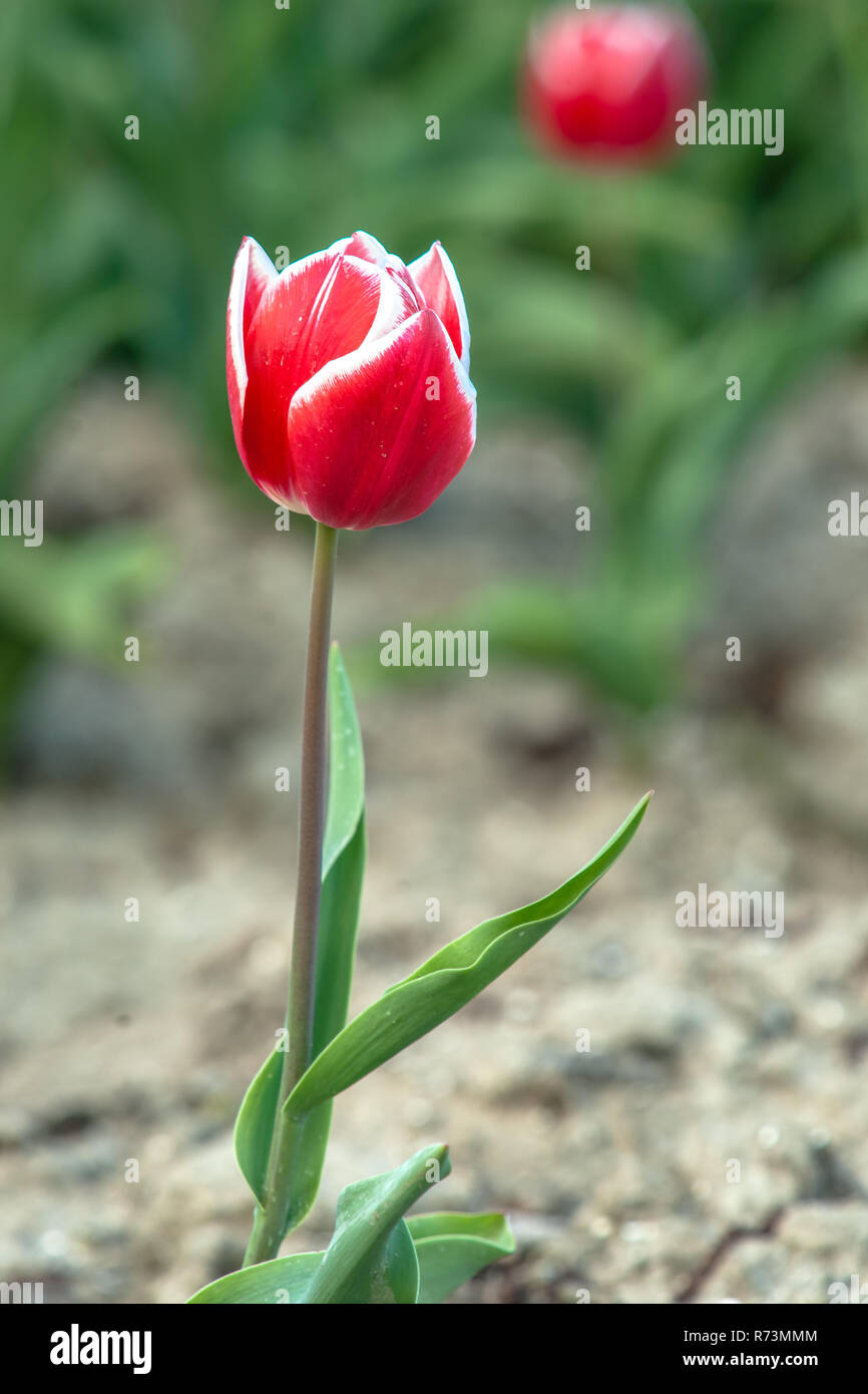 Horticulture arable crops different hi-res stock photography and images ...