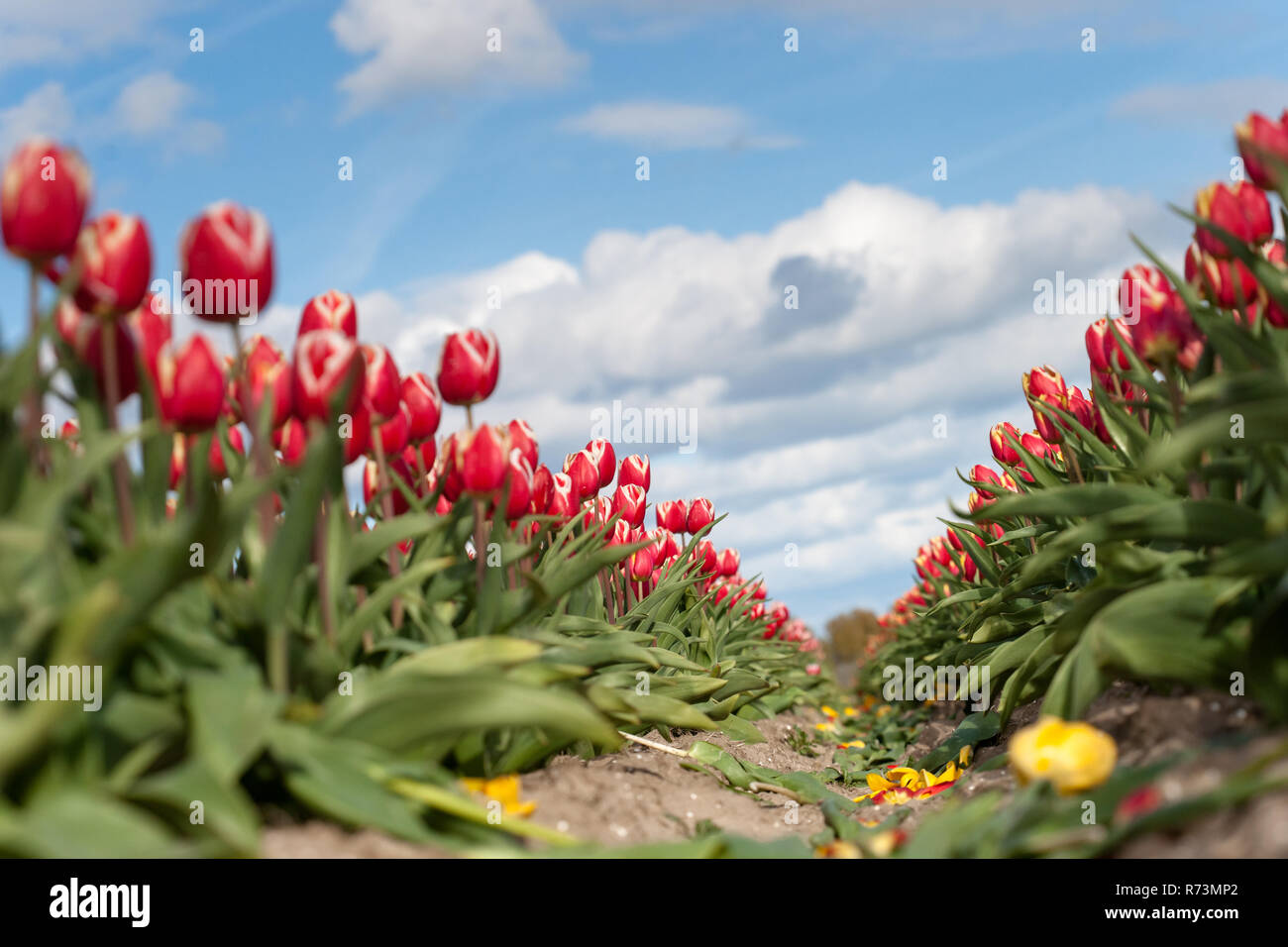 Horticulture arable crops different hi-res stock photography and images ...
